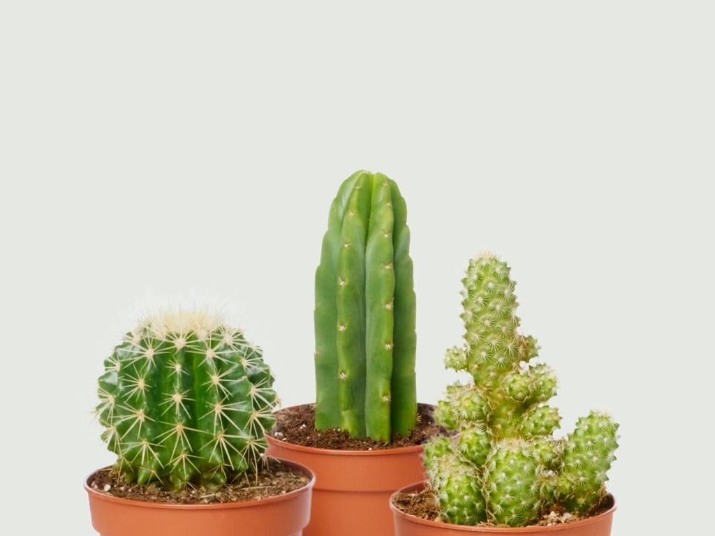 How to grow and care for your cactus - IKEA