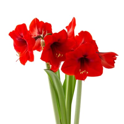 How to care for an Amaryllis flower - plant - IKEA UK