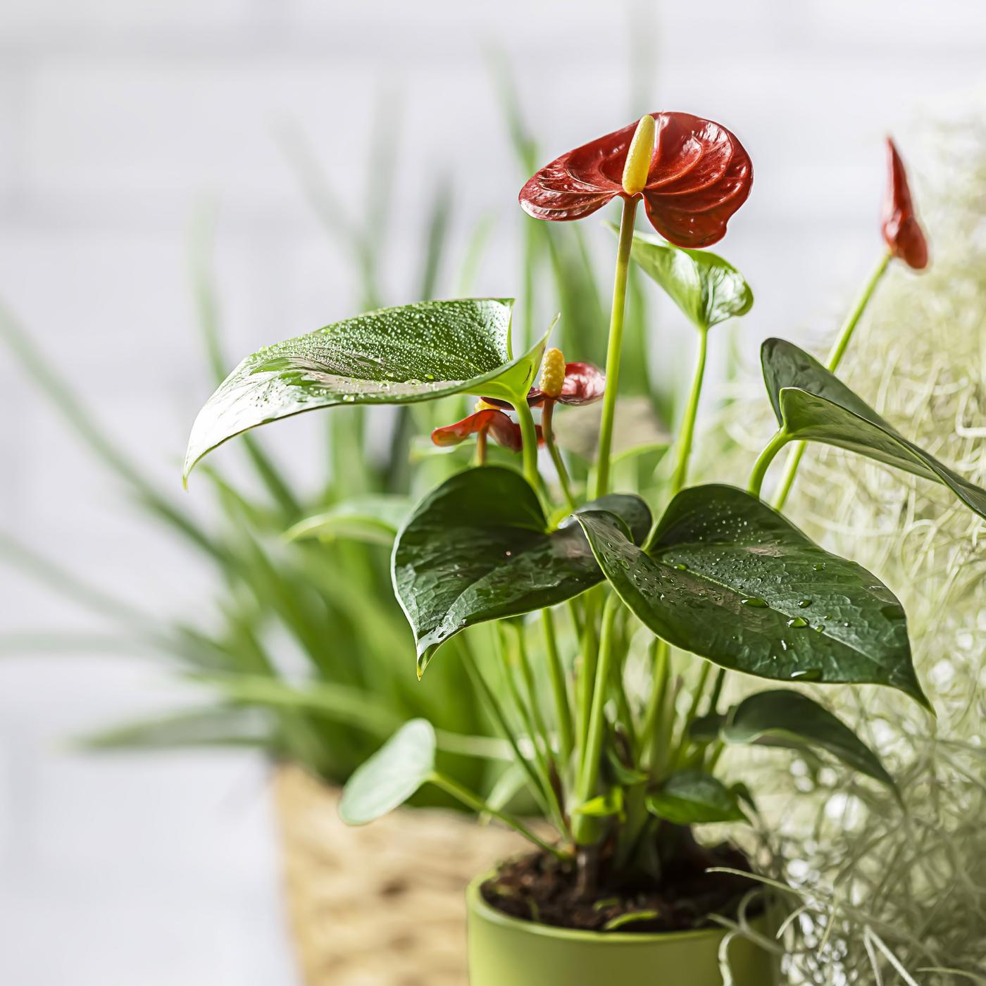 How to care for ANTHURIUM the Flamingo plant - IKEA UK