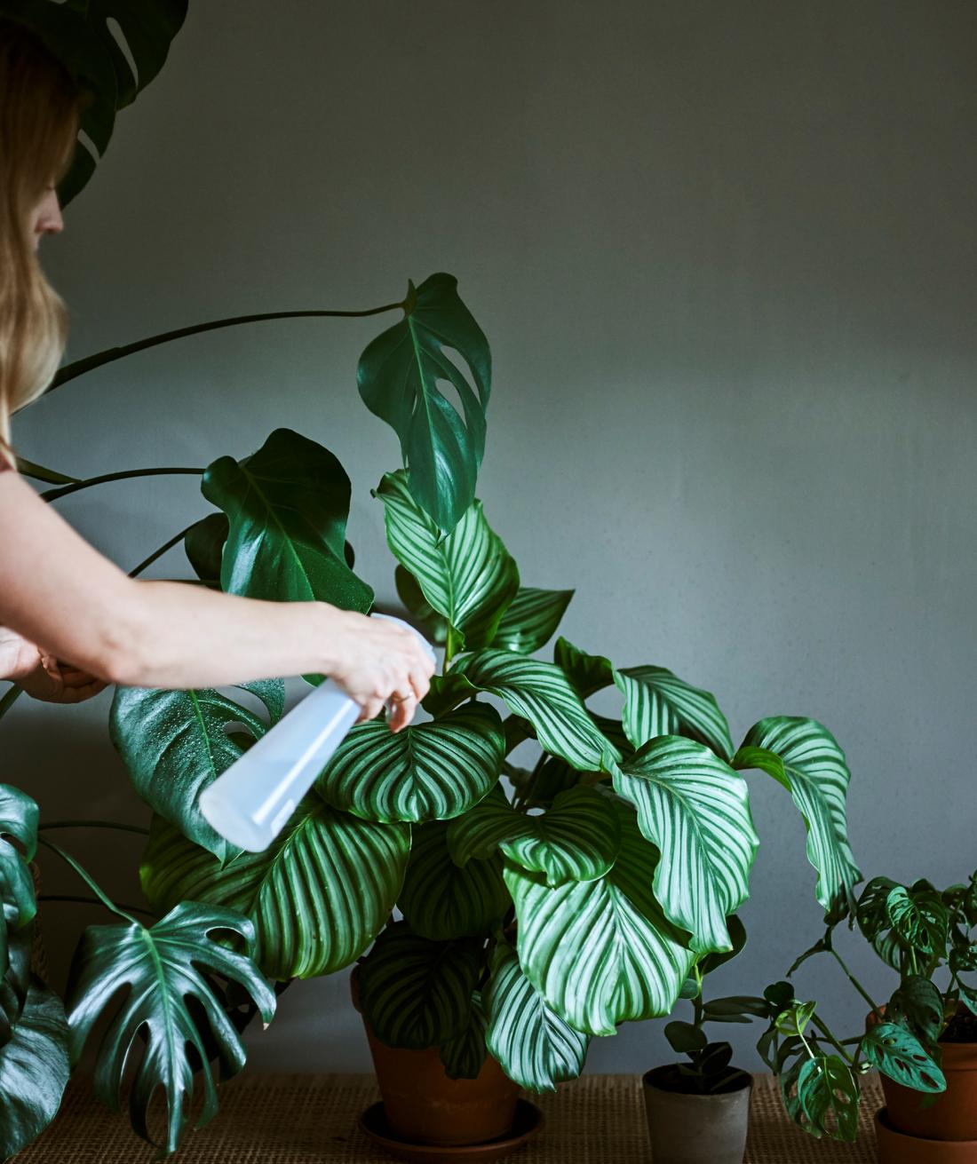 An easy-to-follow guide to caring for houseplants - IKEA