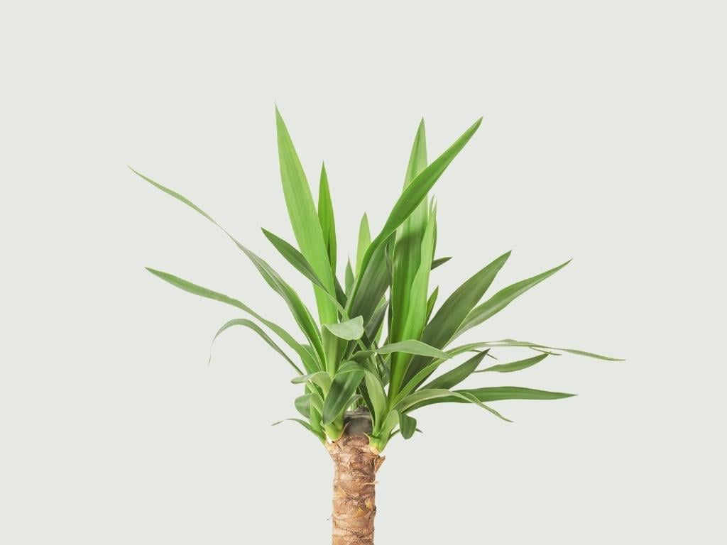 How to grow and care for your spineless yucca - IKEA