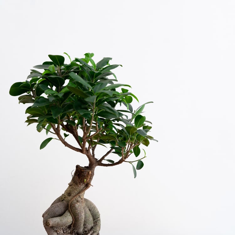 How to care for a ficus Bonsai tree - IKEA UK