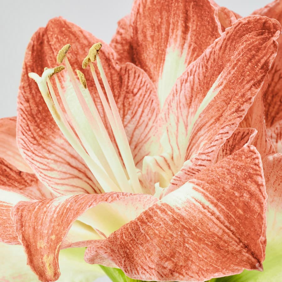 How to care for an Amaryllis flower - plant - IKEA UK