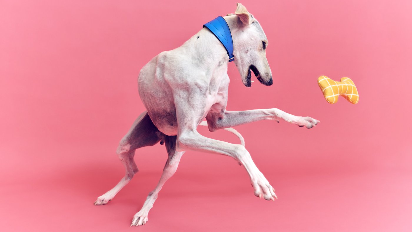 IKEA creates a Cat-alogue and Dog-alogue - IKEA UK