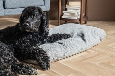 ¡Celebremos el día del perro! | IKEA México - IKEA México