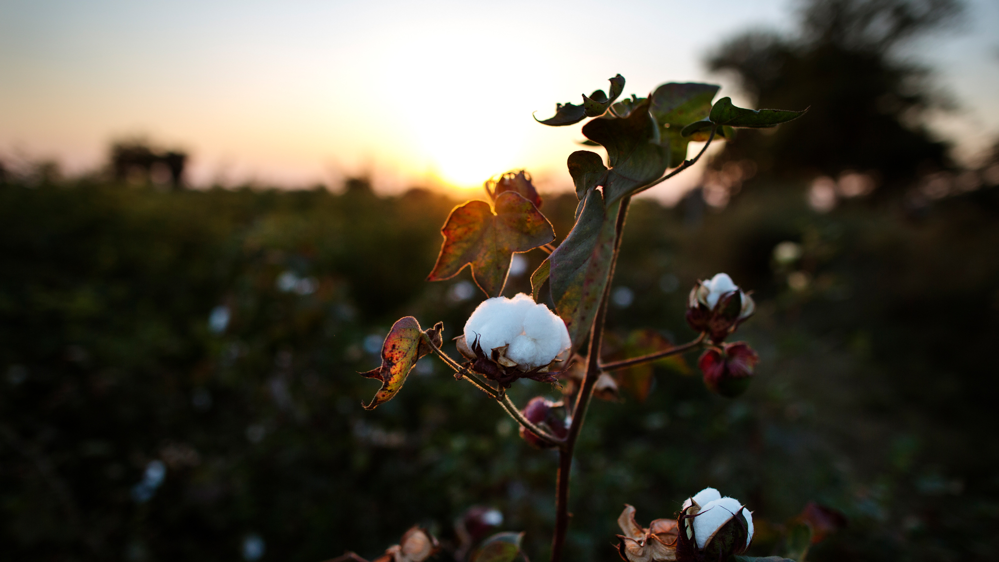 Vi väljer bomull med omtanke - IKEA