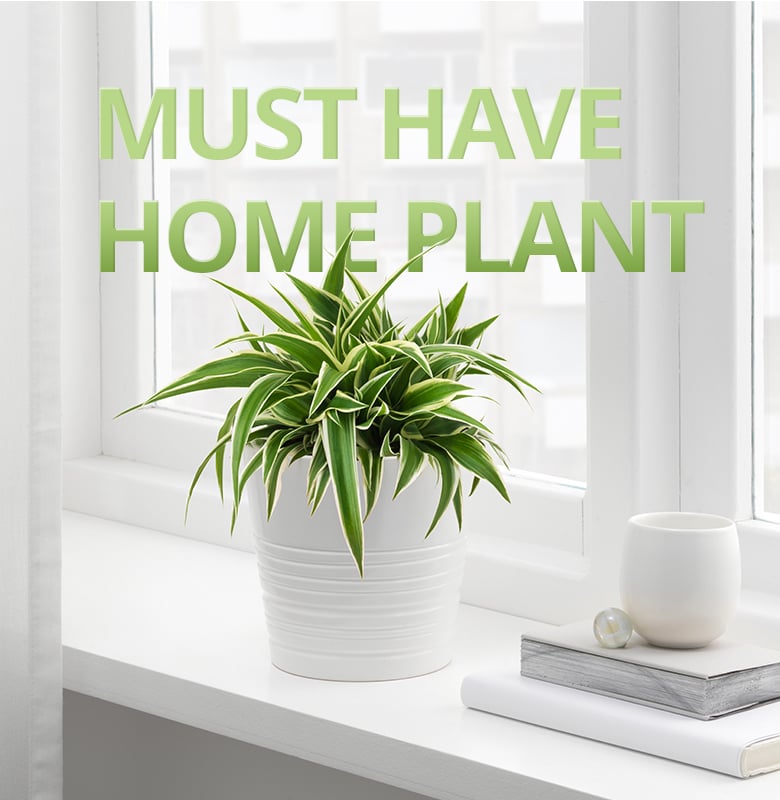 Choosing house plants to brighten up | IKEA Japan - IKEA