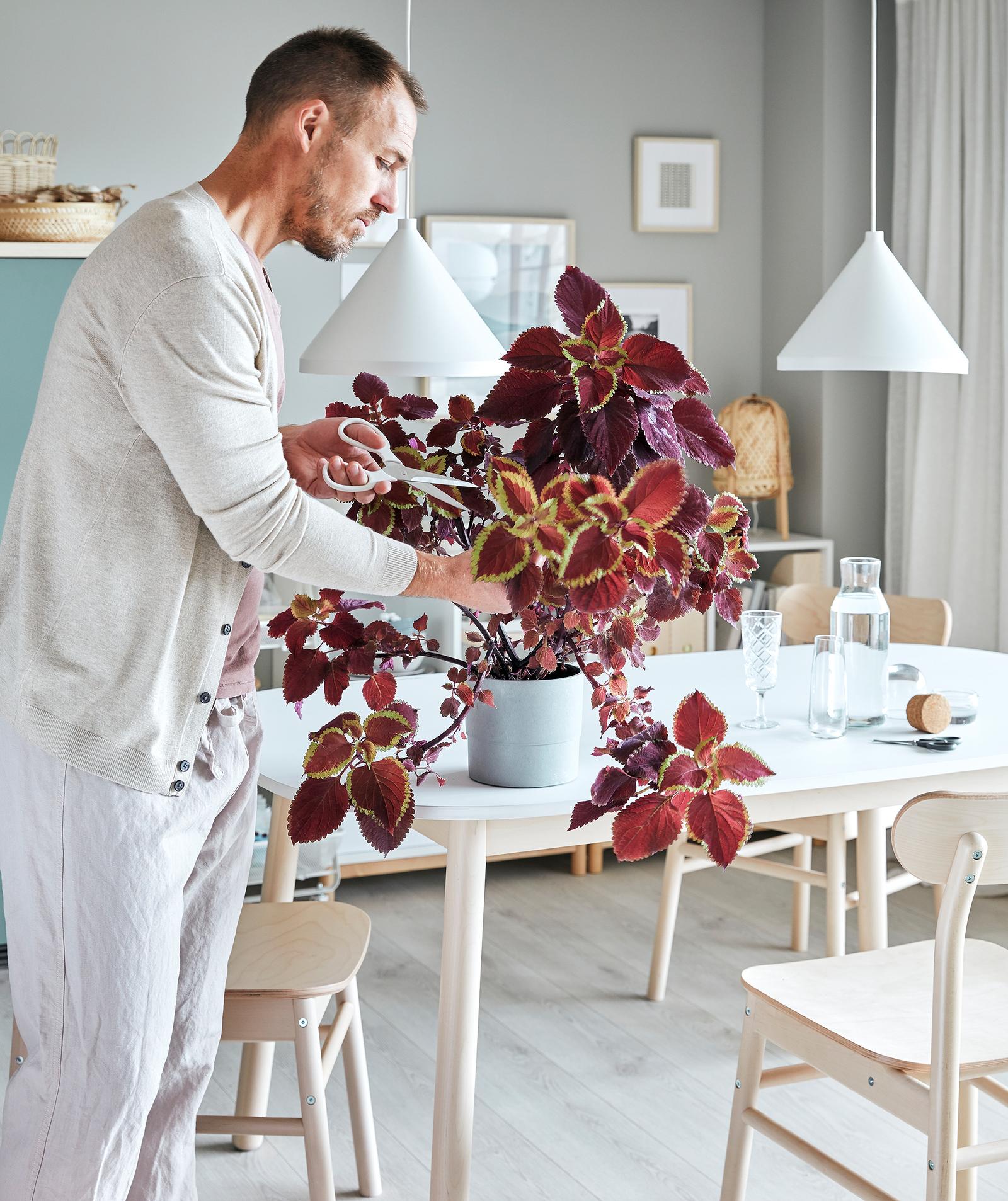 Cómo trasplantar las plantas de interior paso a paso - IKEA