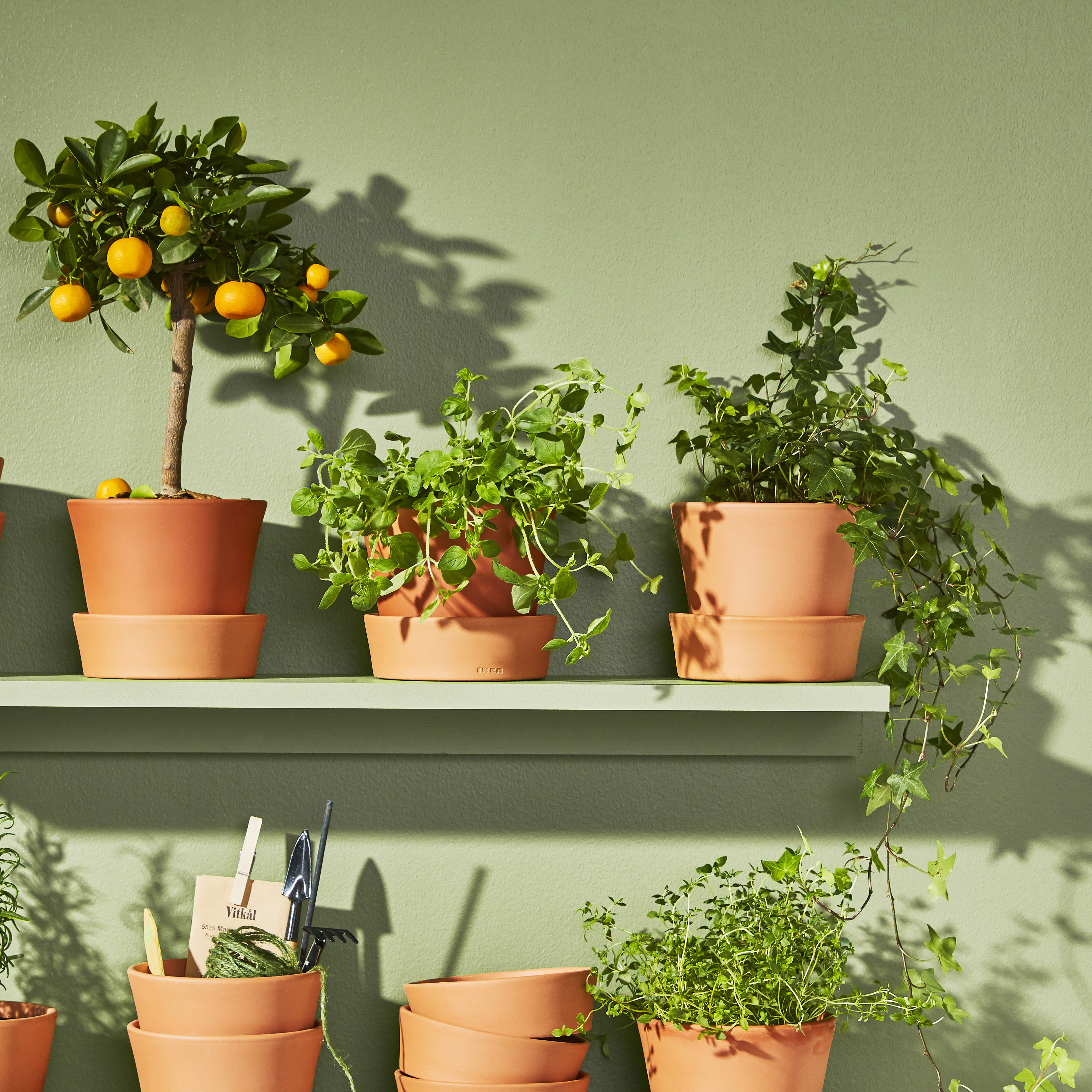 How to care for your common ivy plant - IKEA UK