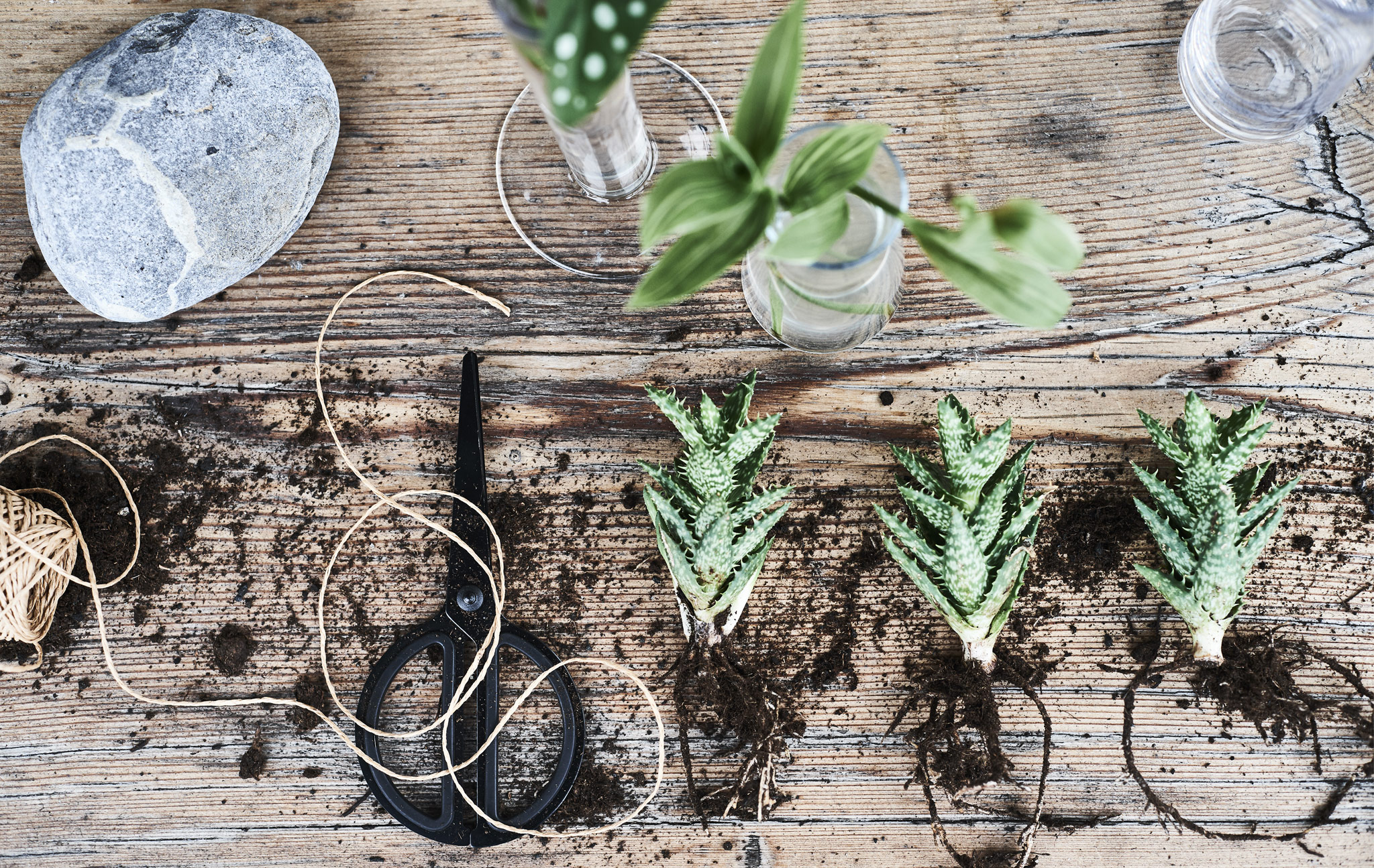 How to propagate plants at home – IKEA - IKEA