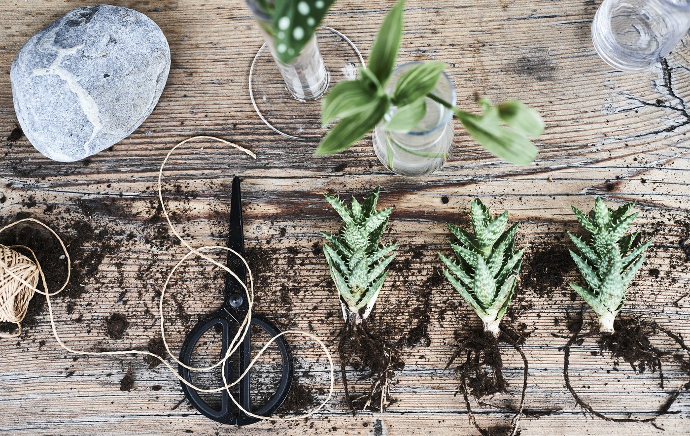 How to propagate plants at home – IKEA - IKEA