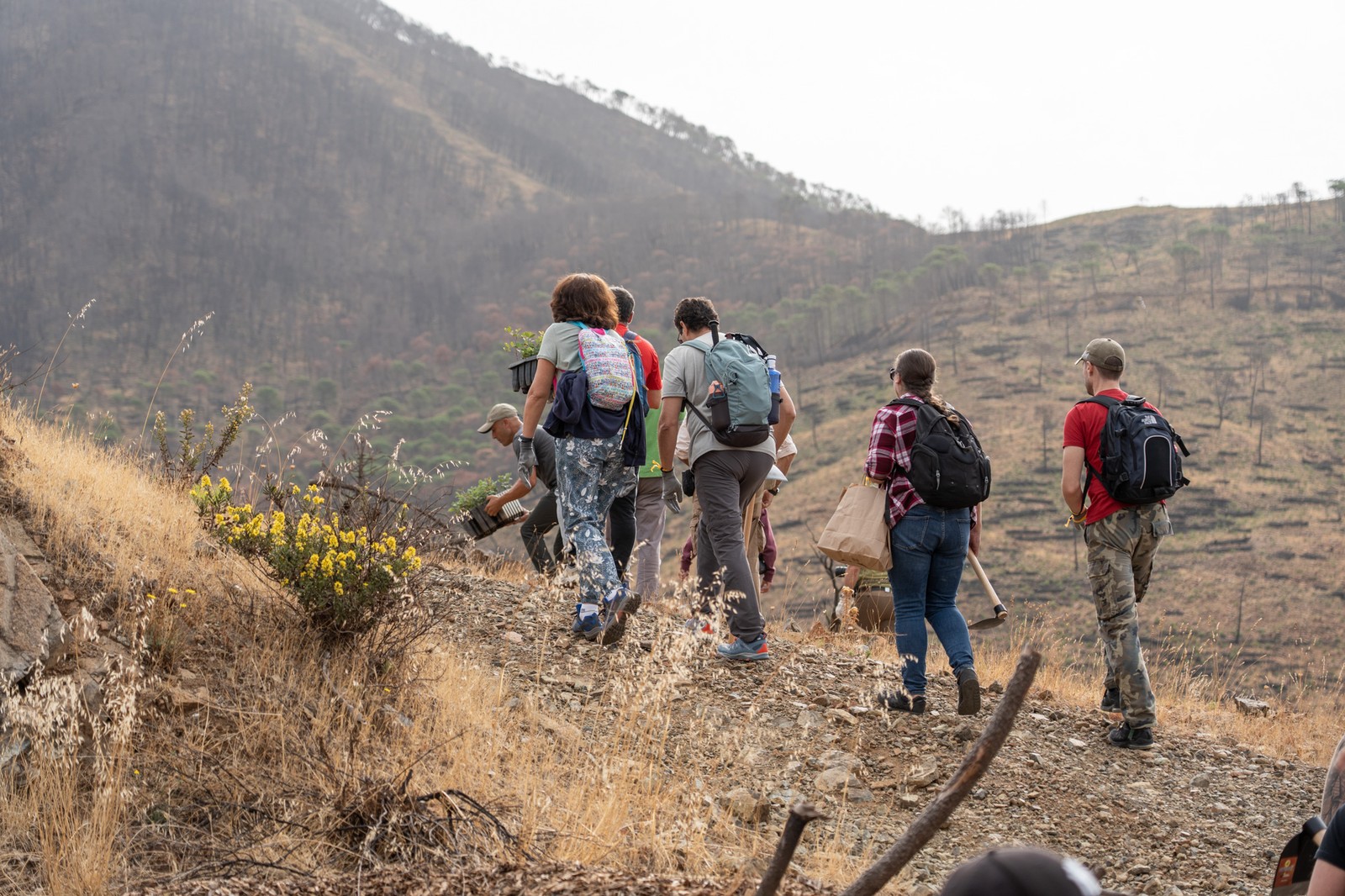Jornadas de reforestación en Sierra Bermeja - IKEA
