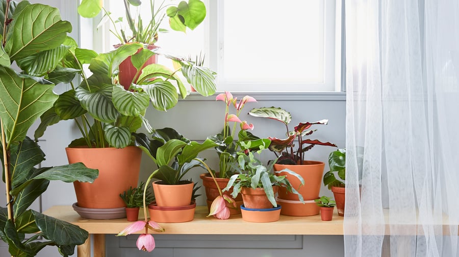 Plants & Flowers - Home Decoration & Improvement - IKEA