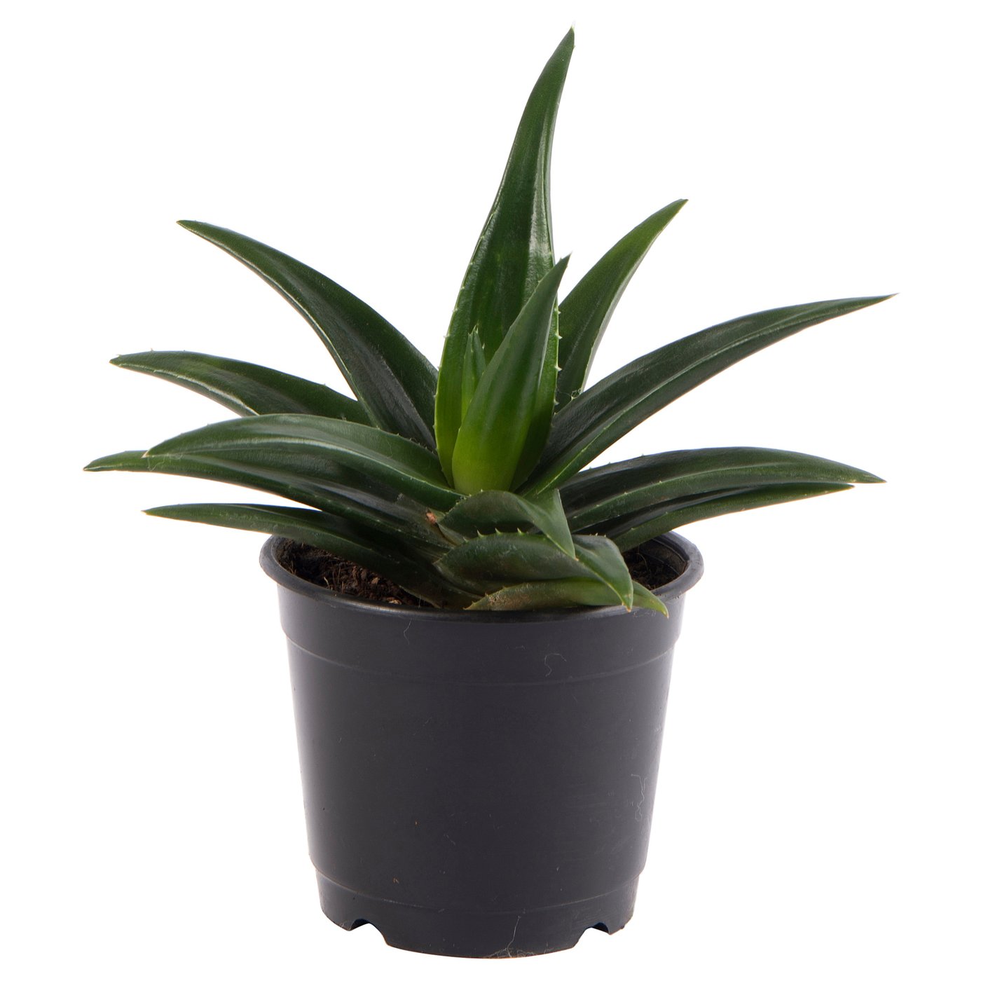 ALOE GASTROLEA potted plant, Aloe, 9 cm (3 ½") - IKEA