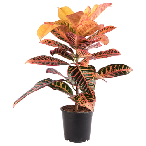 CODIAEUM potted plant, Croton, 12 cm (4 ¾") - IKEA