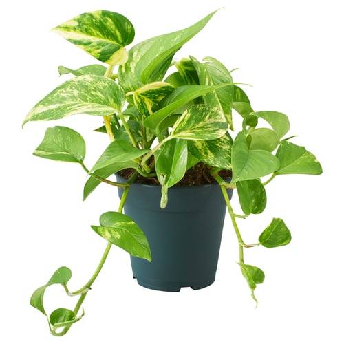 EPIPREMNUM potted plant, assorted Golden Pothos, 9 cm (3 ½") - IKEA