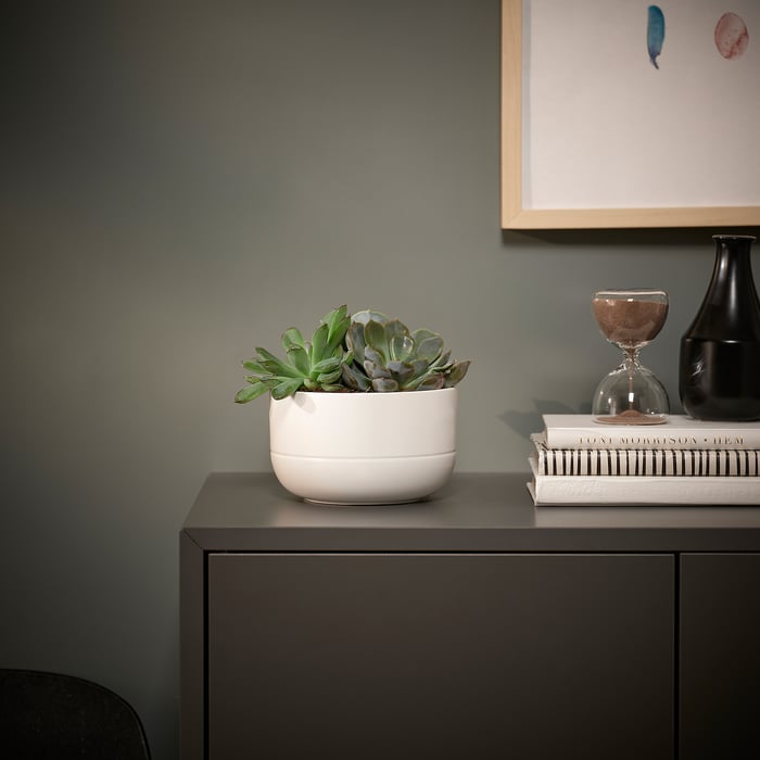 Piante da tavolo - IKEA Italia