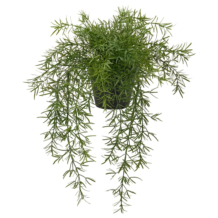 FEJKA artificial potted plant, in/outdoor Asparagus/hanging, 12 cm - IKEA