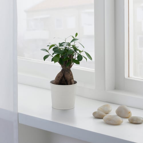 FICUS potted plant, bonsai, 12 cm - IKEA