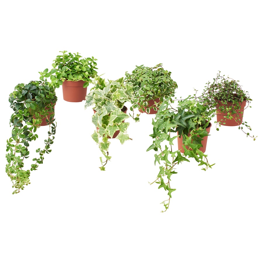 HIMALAYAMIX potted plant, assorted plants with foliage, 9 cm - IKEA