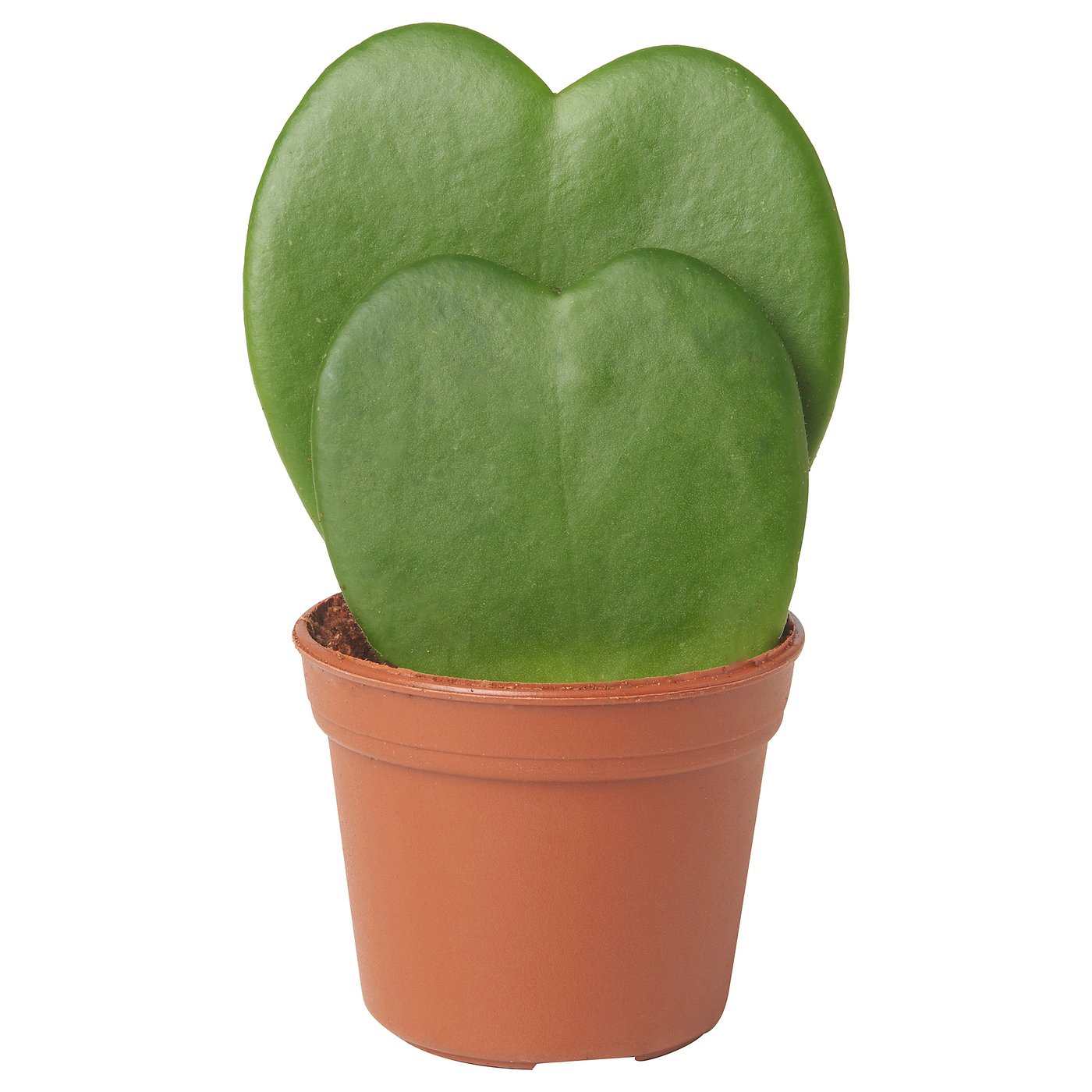 HOYA KERRII potted plant, Sweetheart hoya, 6 cm - IKEA