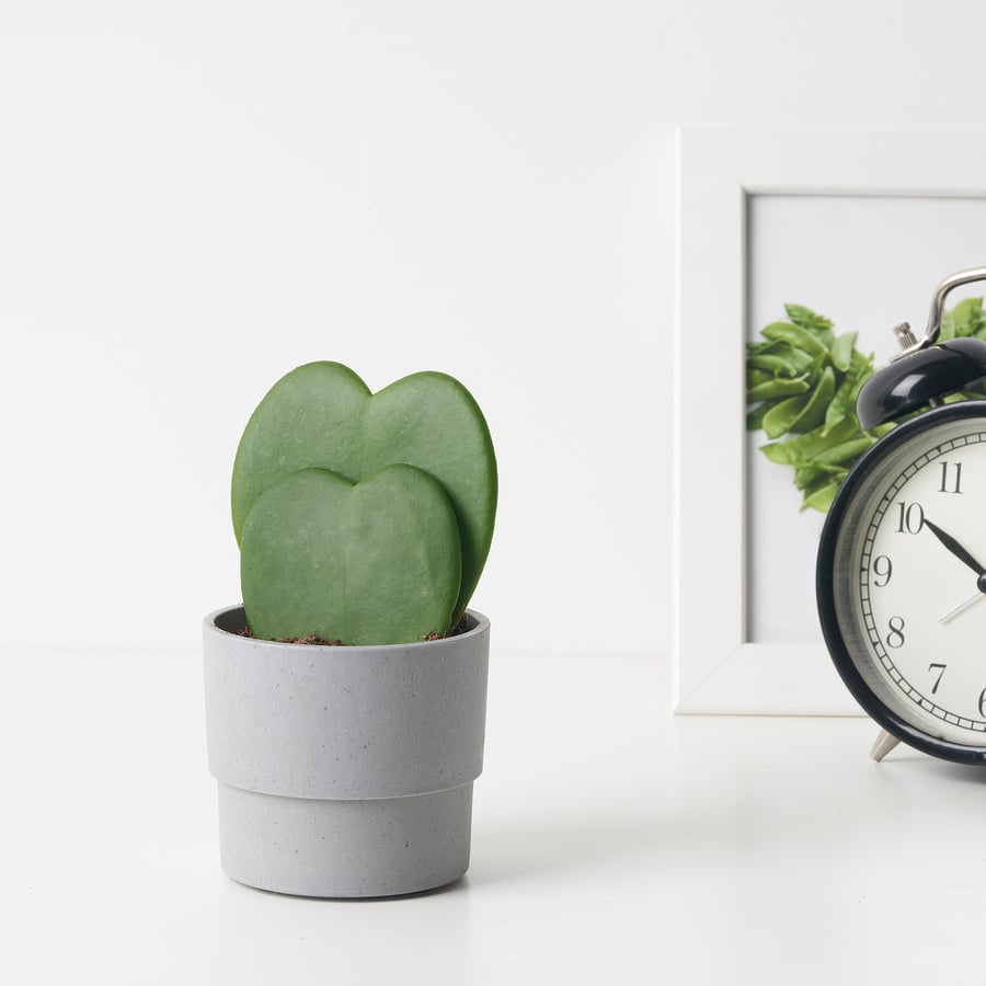 HOYA KERRII potted plant, Sweetheart hoya, 6 cm - IKEA