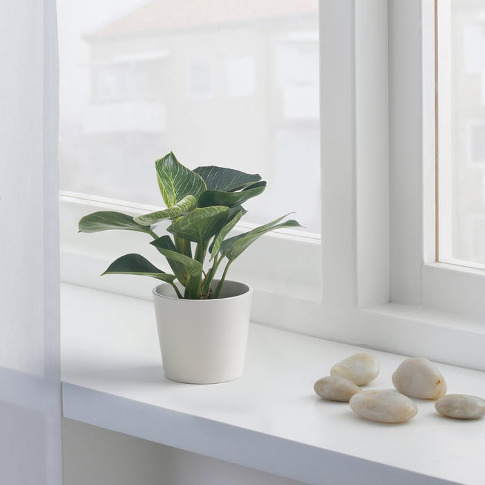 PHILODENDRON ”BIRKIN” potted plant, Philodendron, 11 cm - IKEA