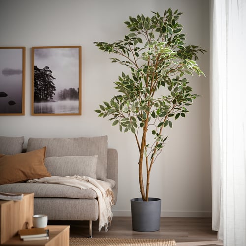 FEJKA artificial potted plant, in/outdoor/weeping fig, 23 cm - IKEA