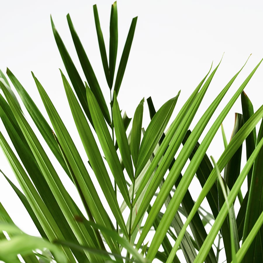 DYPSIS LUTESCENS potted plant, Areca palm, 24 cm - IKEA Latvia