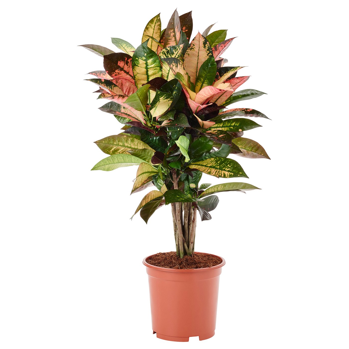 CODIAEUM Potted plant, Croton, 15 cm - IKEA