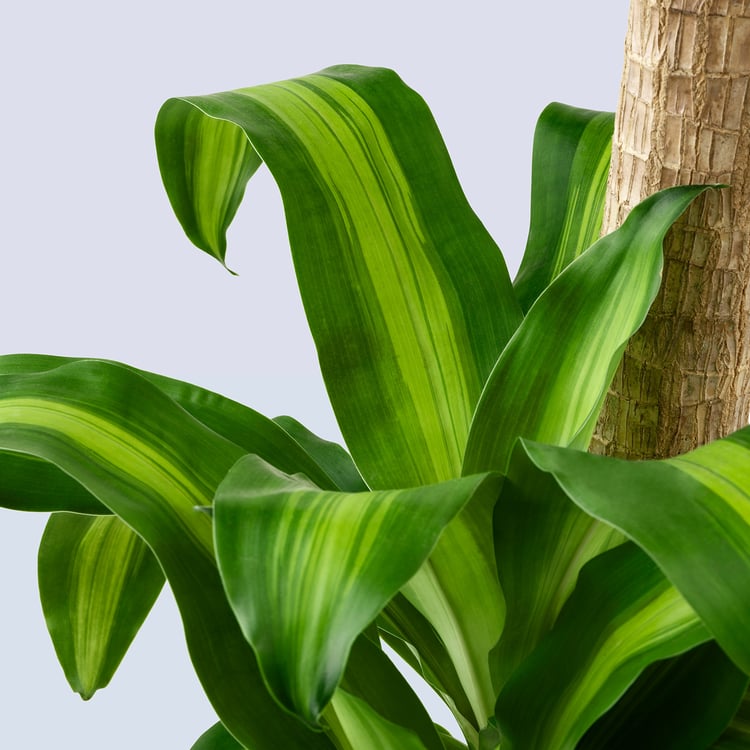 DRACAENA MASSANGEANA potted plant, Dom plant/3-stem, 25 cm - IKEA