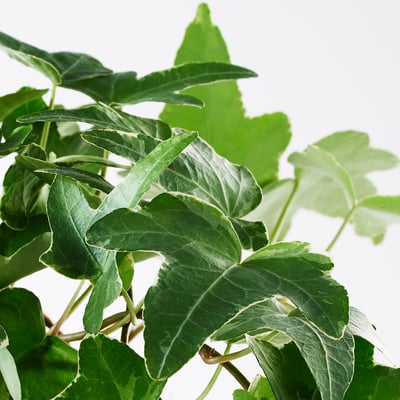 HEDERA HELIX potted plant, Ivy, 13 cm - IKEA