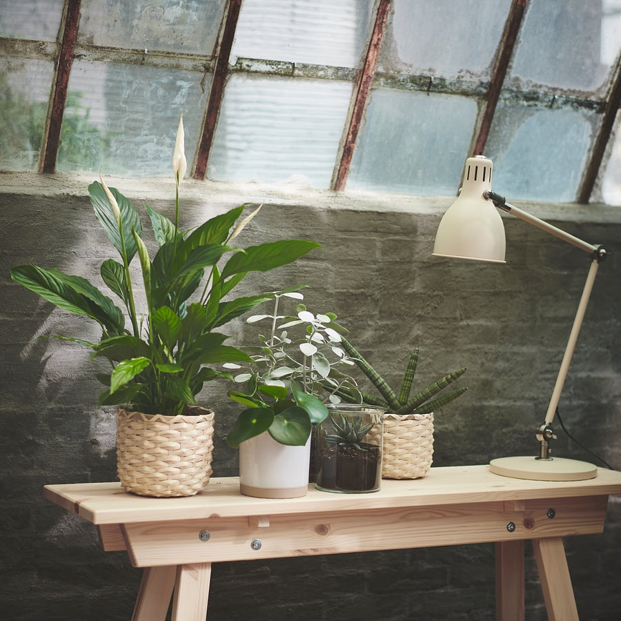 SPATHIPHYLLUM Planta en maceta, Cala "Cupido", 15 cm - IKEA Mexico