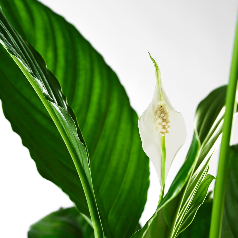 SPATHIPHYLLUM Planta en maceta, Cala "Cupido", 15 cm - IKEA Mexico