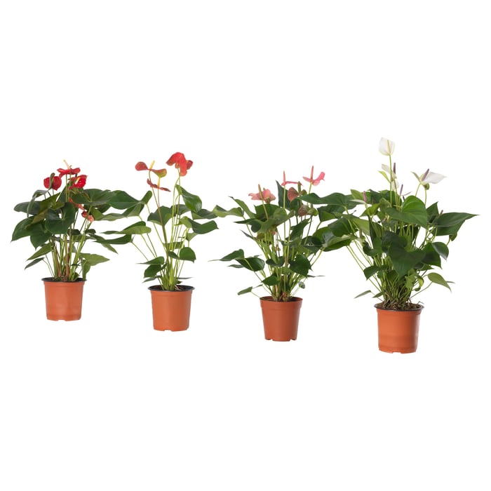 Tumbuhan & bunga - IKEA