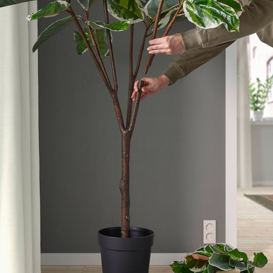 FEJKA tumbuhan tiruan berpasu, dalam/luar Pokok getah, 23 cm - IKEA ...