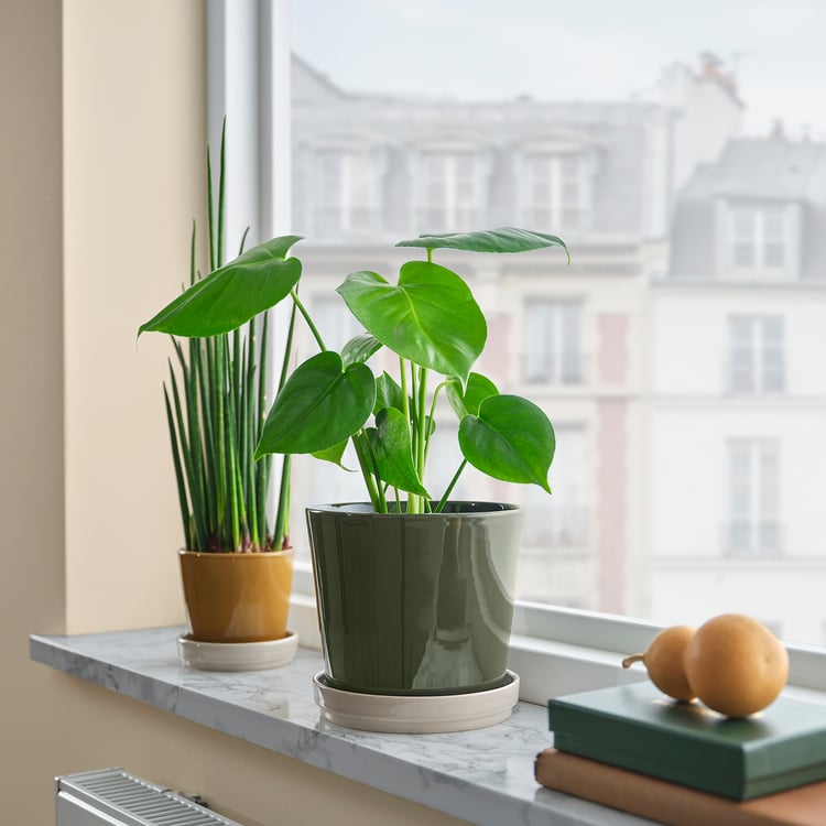 KLOTLÖNN pasu tanaman beralas, dalam/luar/kuning gelap kuning air muda ...