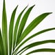 HOWEA FORSTERIANA potted plant, 24 cm - IKEA