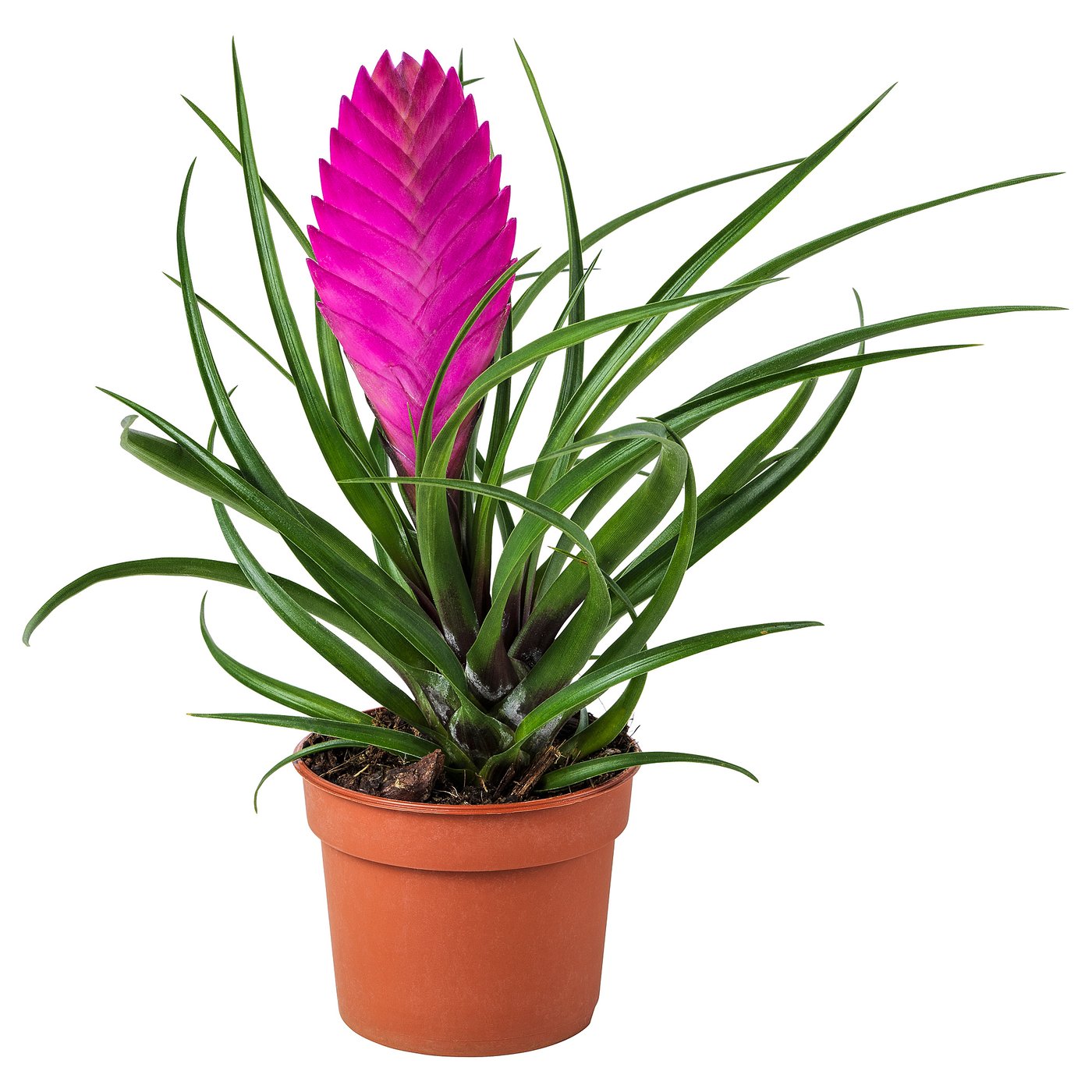 tillandsia-cyanea-potted-plant-bromelia__0654014_pe708238_s5.jpg