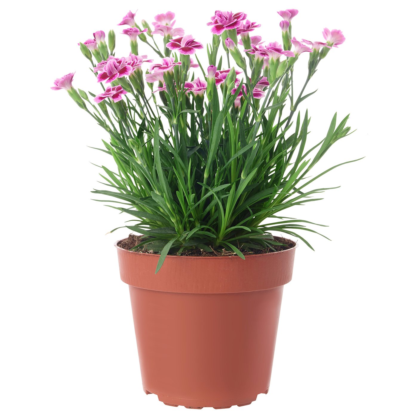 DIANTHUS Potplant, anjer, 12 cm - IKEA