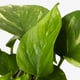 EPIPREMNUM plant, Scindapsus, 12 cm - IKEA