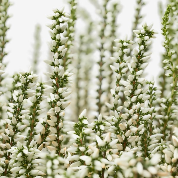 CALLUNA potteplante, lyng/flere farger, 13 cm - IKEA