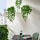 FEJKA kunstig potteplante, inne/ute hengende/monstera, 9 cm - IKEA