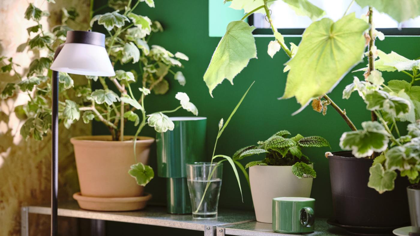 Planter - Potteplanter - Grønne planter - Hengeplanter - IKEA