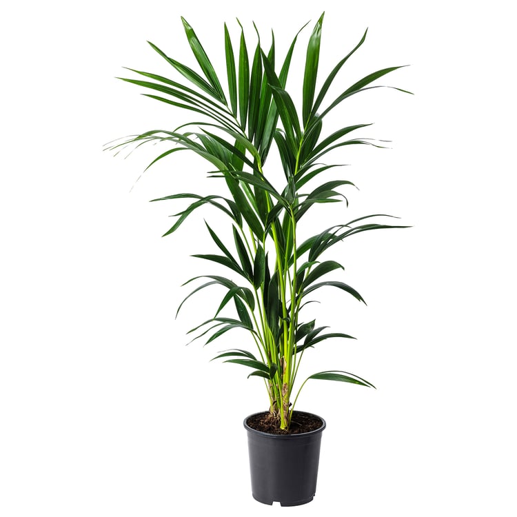 HOWEA FORSTERIANA potted plant, Kentia palm, 22 cm - IKEA