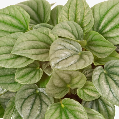 PEPEROMIA potted plant, Peperomia assorted, 12 cm - IKEA