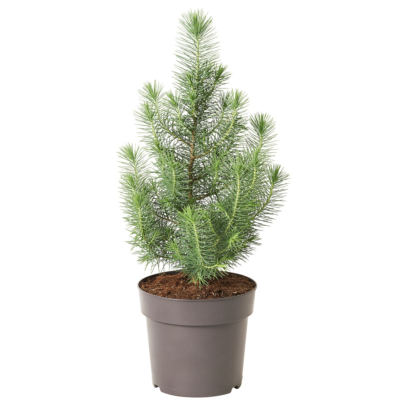PINUS PINEA Planta, Pinheiro, 17 cm - IKEA