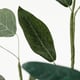 GULDSPETT artificial flower, paper/leaves green, 56 cm - IKEA