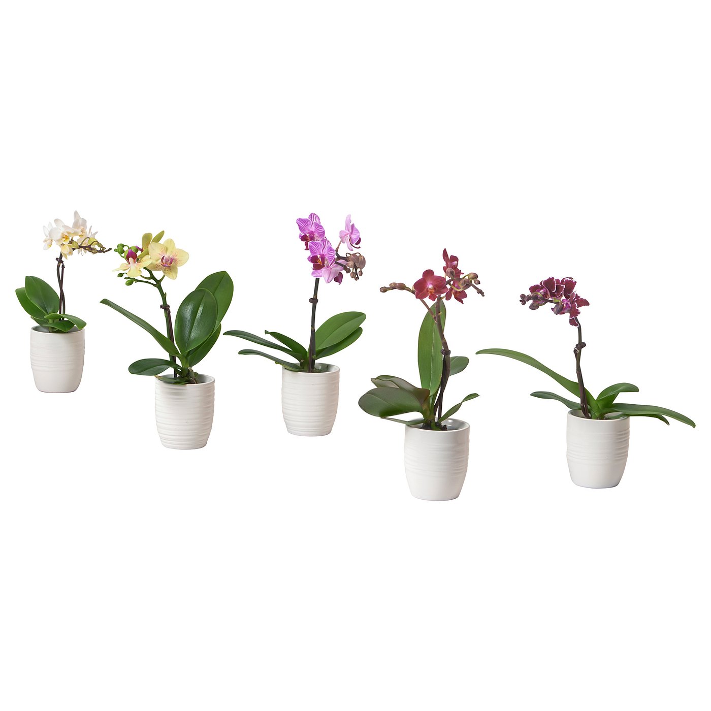 PHALAENOPSIS plantă naturală în ghiveci, Orhidee/culori asortate, 6 cm ...