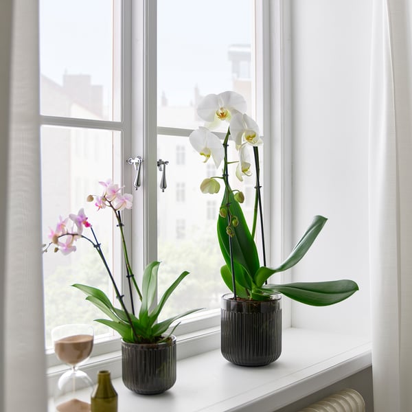 PHALAENOPSIS plantă naturală, Orhidee/cascadă 1 tulpină, 12 cm - IKEA